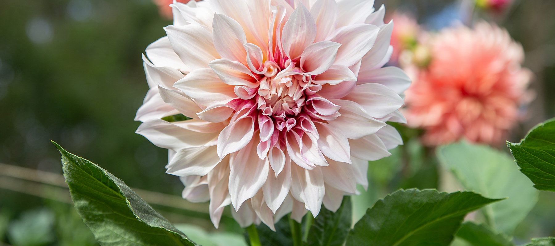 Boundary Snowflake - Blossom & Vine Farm